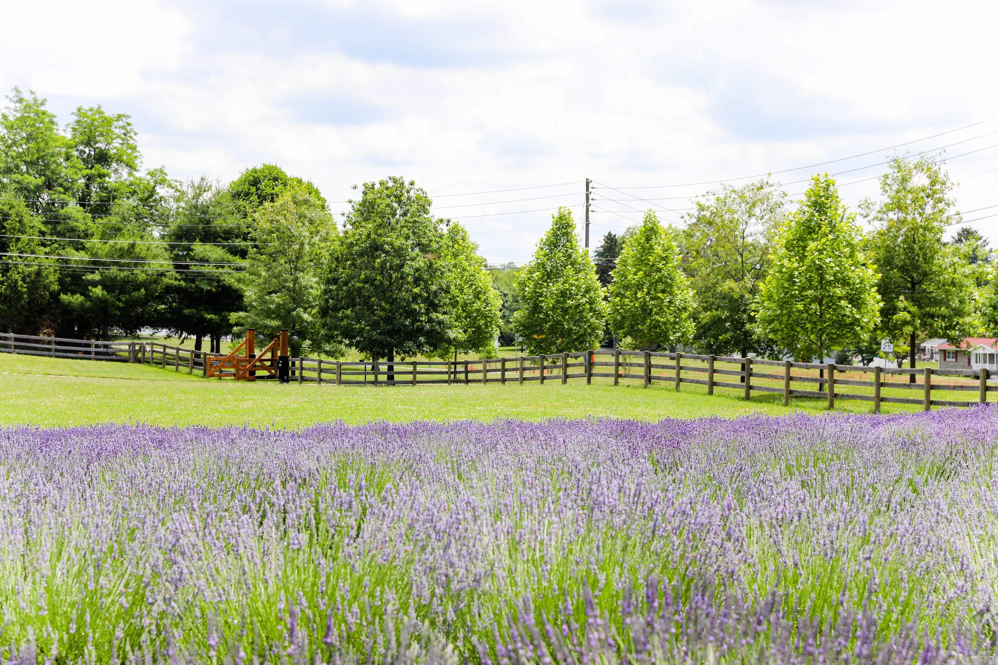 An Update on Farm Operations – Within You Farm